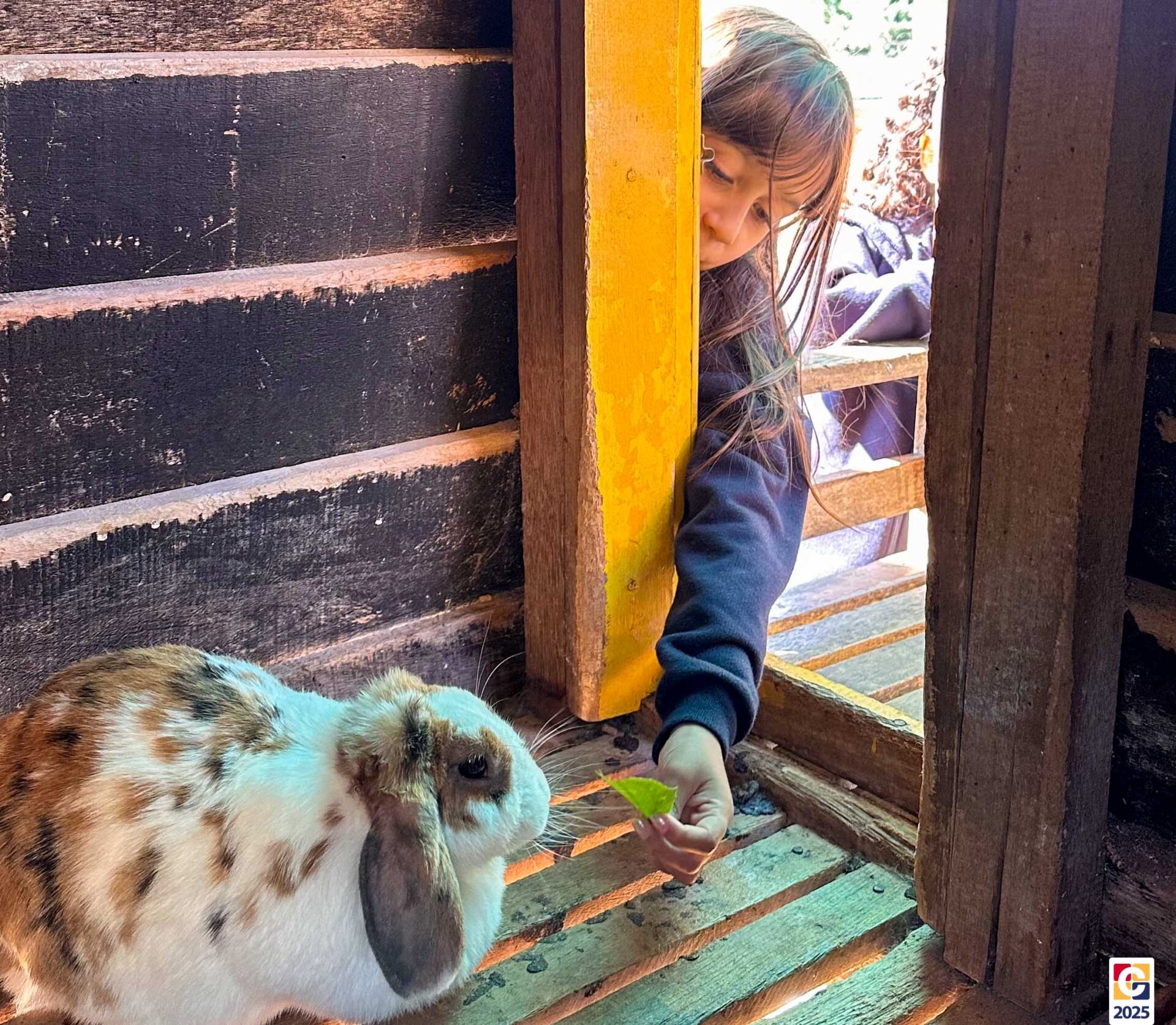 🐄 Crianças dos Anos Iniciais exploram a Mini Fazenda Pet Zoo em uma ...